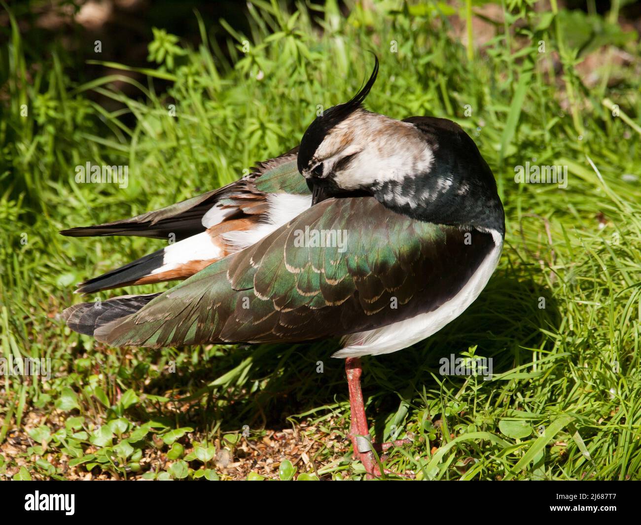 Green plover hi-res stock photography and images - Alamy