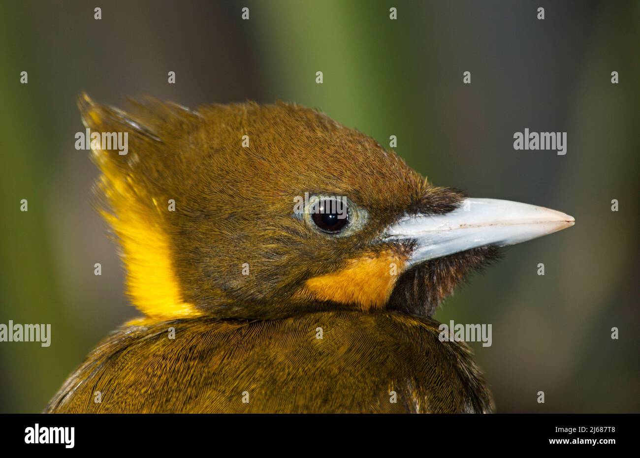 Head of Greater Yellownape woodpecker - Picus flavinucha Stock Photo ...