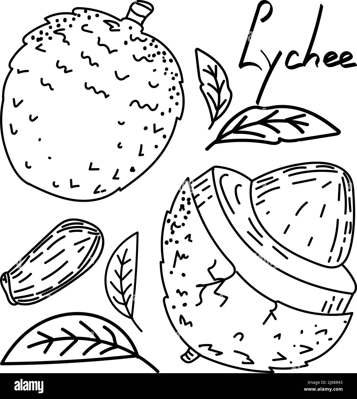 Exotic hand-drawn lychee fruit in sketch style. Lychee, isolated on ...