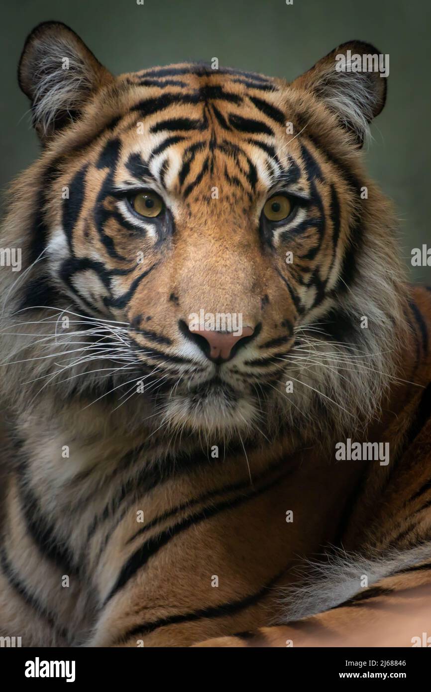 Tiger looking hi-res stock photography and images - Alamy