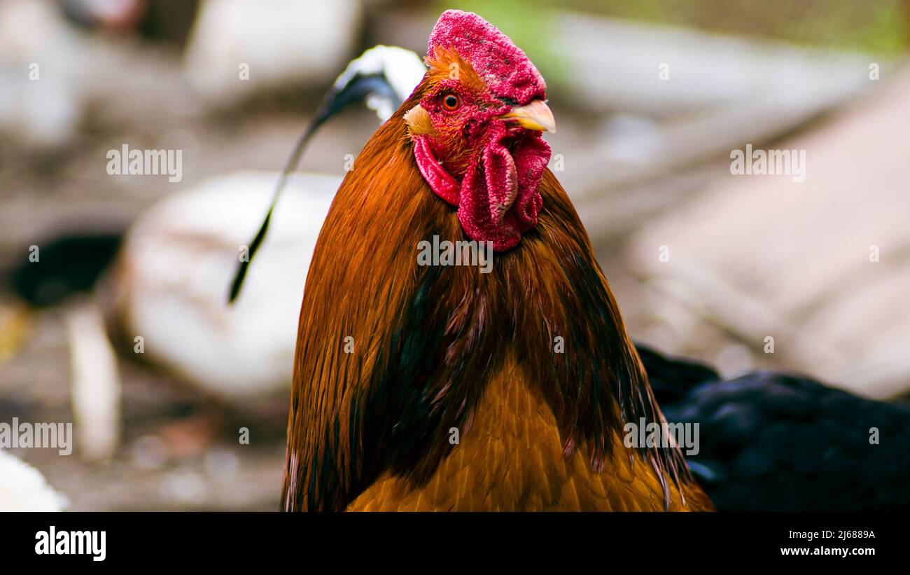 Side view of bright red rooster with brown plumage and pointed beak ...