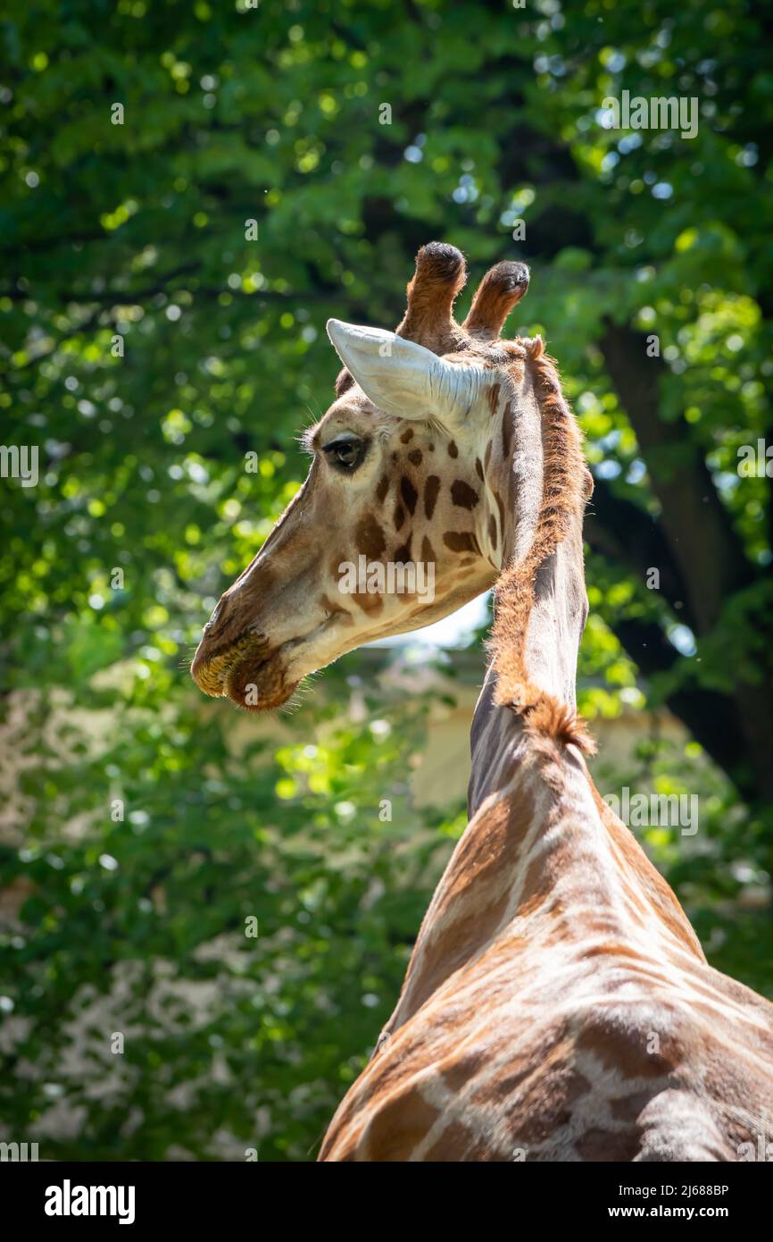 a tall giraffe standing before some trees Stock Photo - Alamy