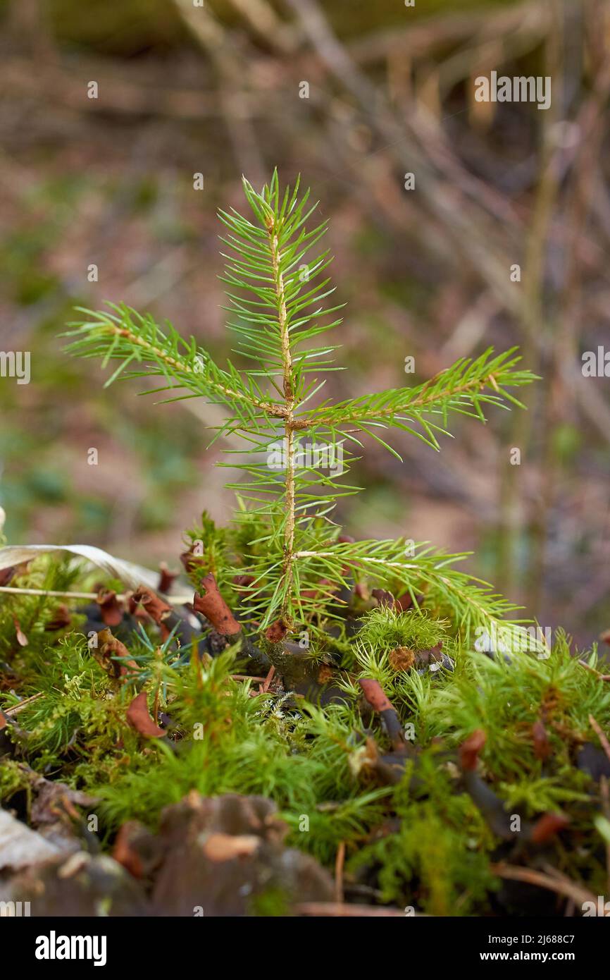 Selective focus vertical hi-res stock photography and images - Alamy