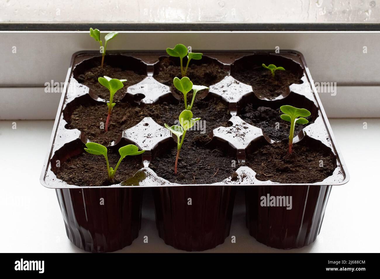 Home garden. Radish seedlings germinate in a container Stock Photo - Alamy