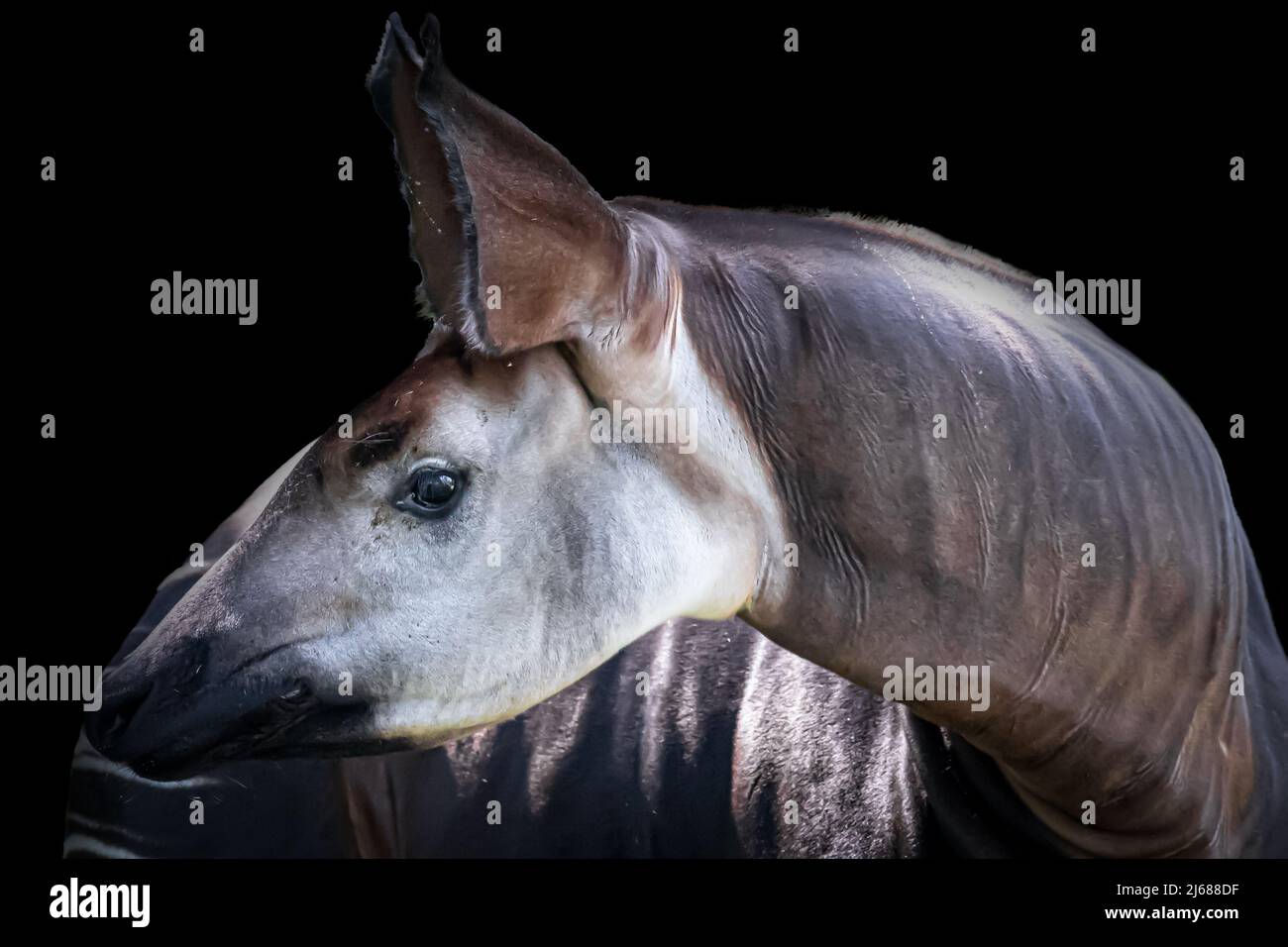 low key portrait of an african opaki Stock Photo - Alamy
