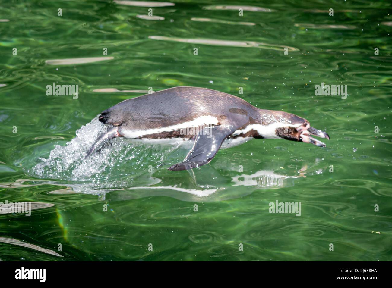 Penguin jumping water hi-res stock photography and images - Alamy
