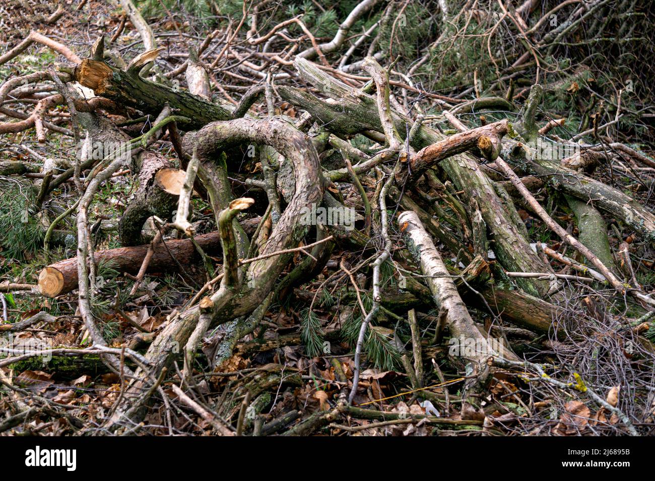 a large pile of branches of various trees that have fallen after the ...