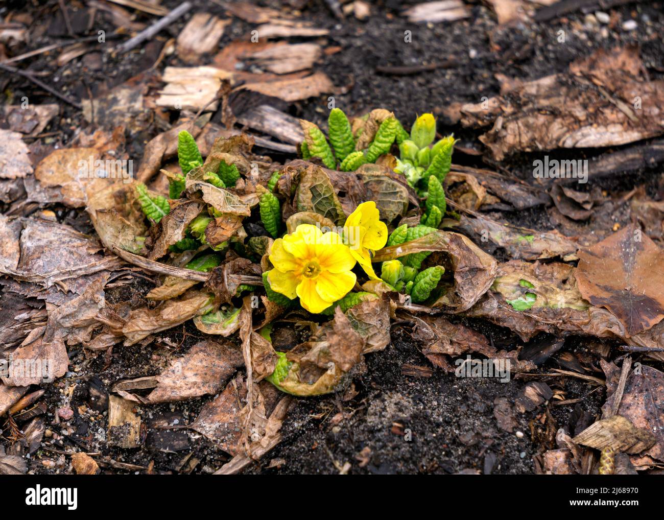 Yellow primrose flowers emerge after winter Stock Photo - Alamy