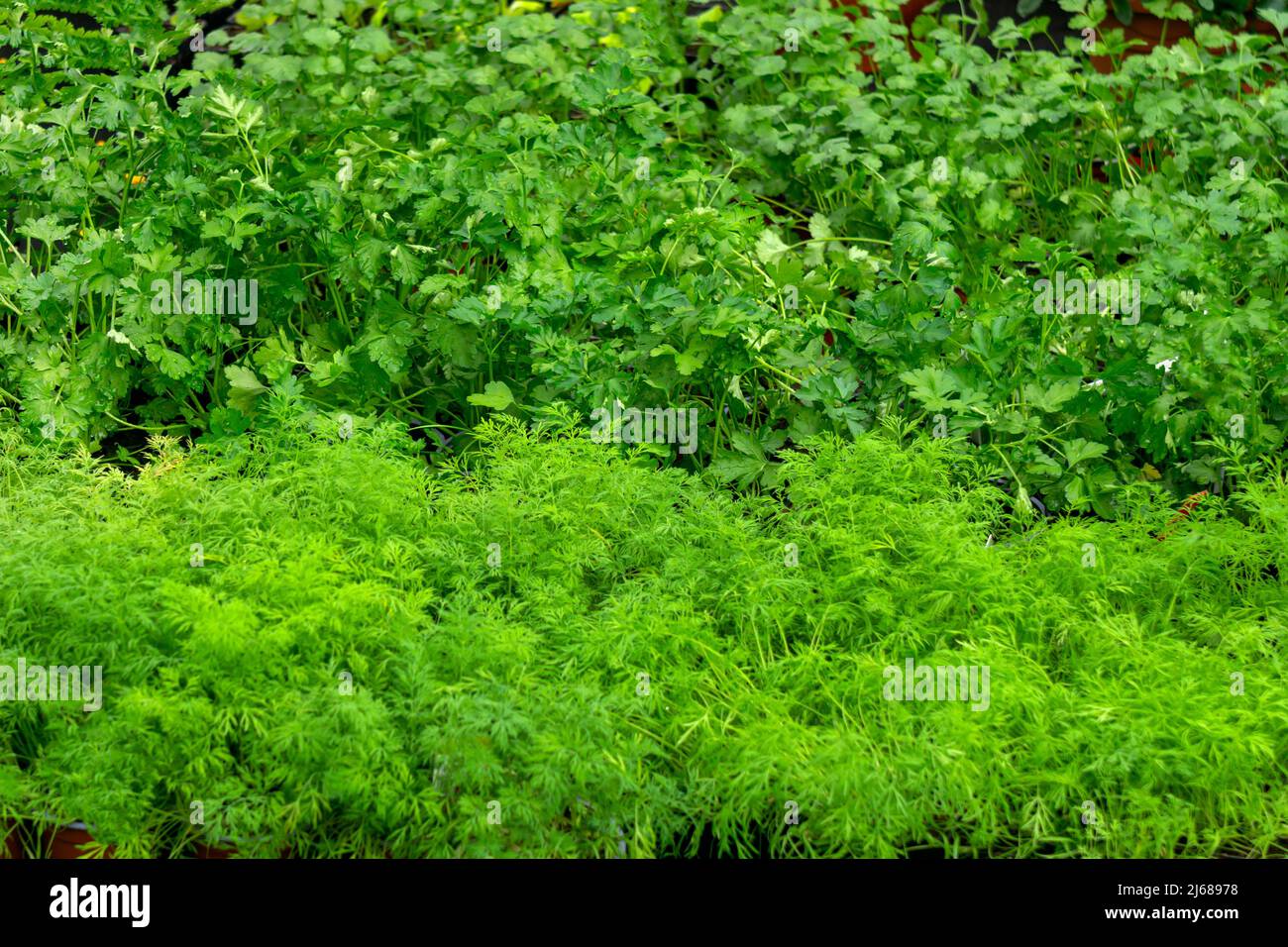 Growing parsley seedlings in hi-res stock photography and images - Alamy