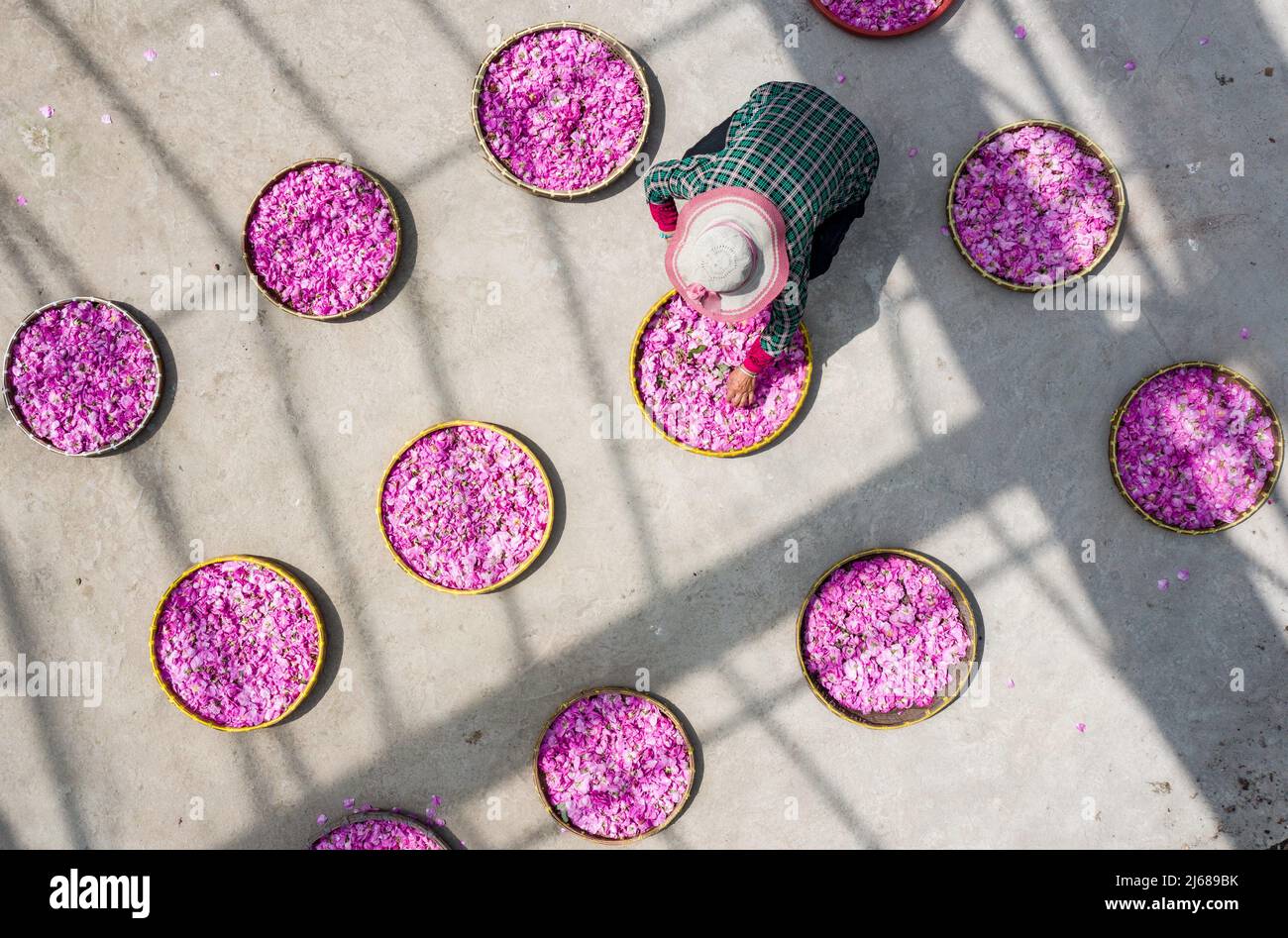 HAIAN, CHINA - APRIL 29, 2022 - A villager arranges roses at a rose ...