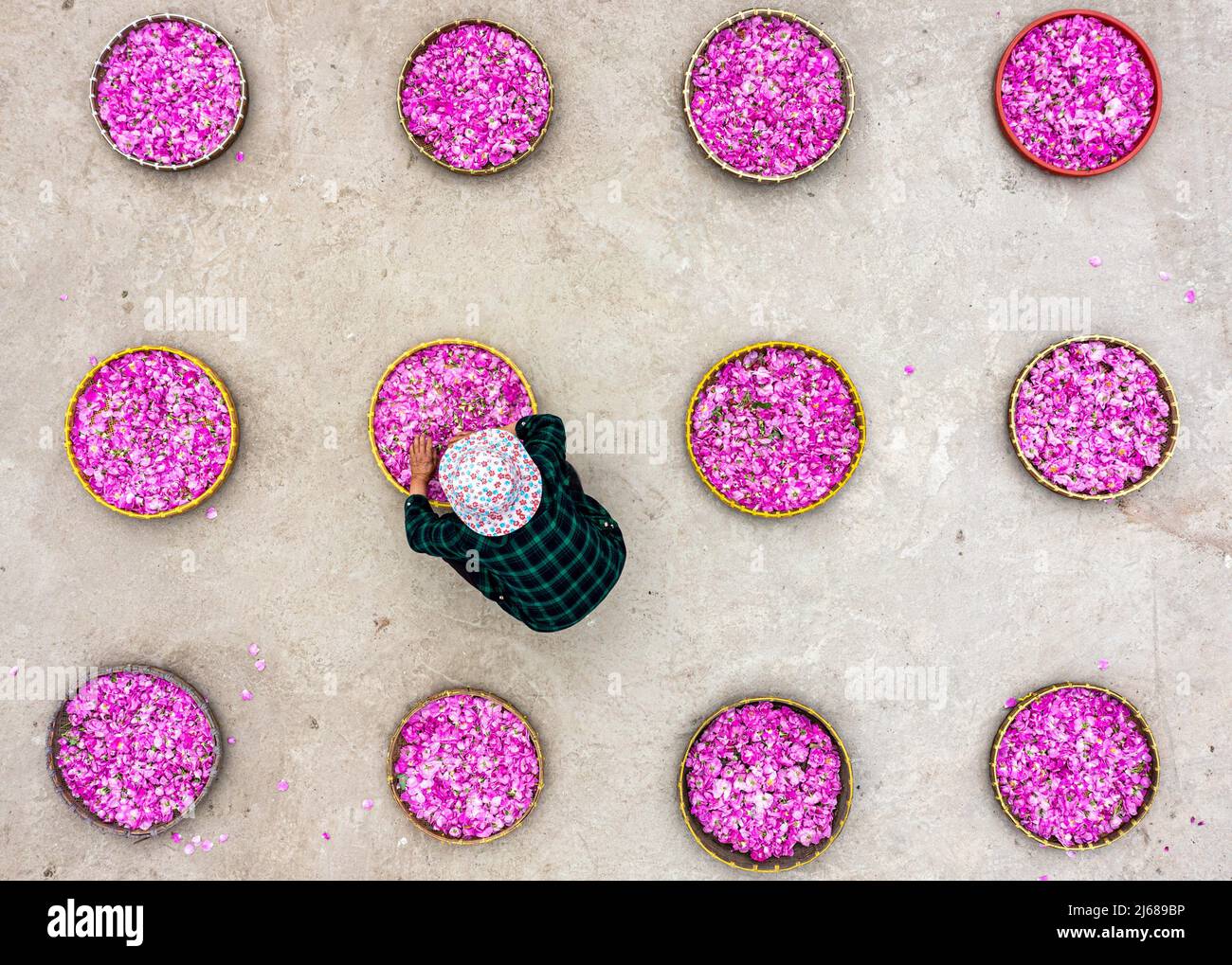 HAIAN, CHINA - APRIL 29, 2022 - A villager arranges roses at a rose ...