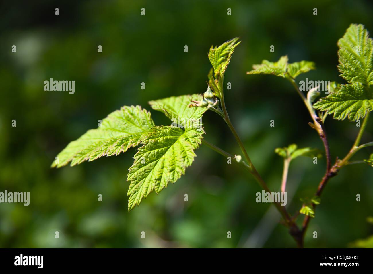 green leaves growing in spring time on tree dark background Stock Photo ...