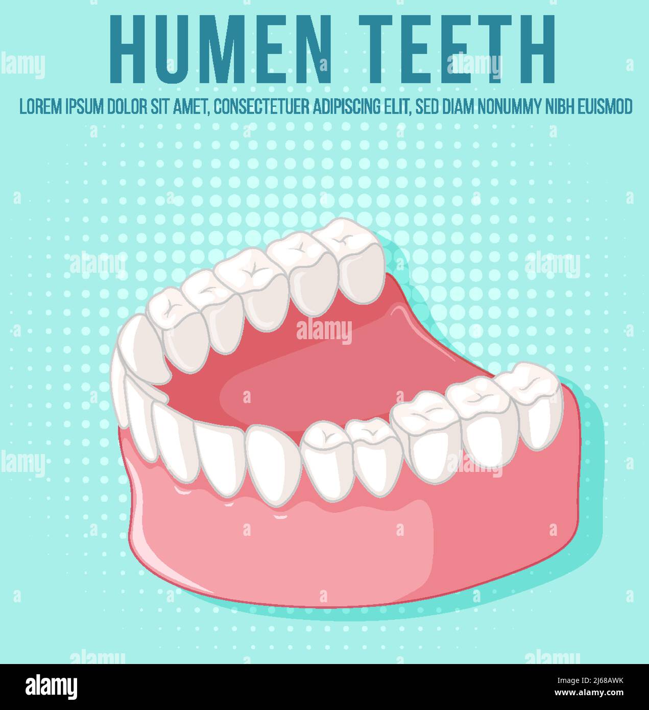 Human jaw with teeth illustration Stock Vector Image & Art - Alamy