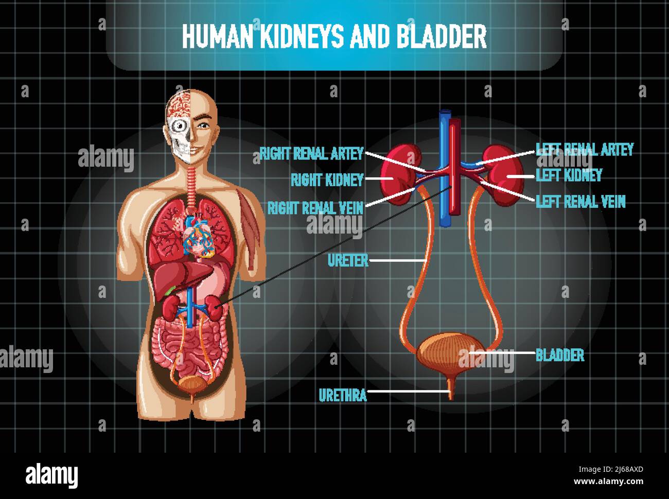 Diagram of human renal system Stock Vector Images - Alamy