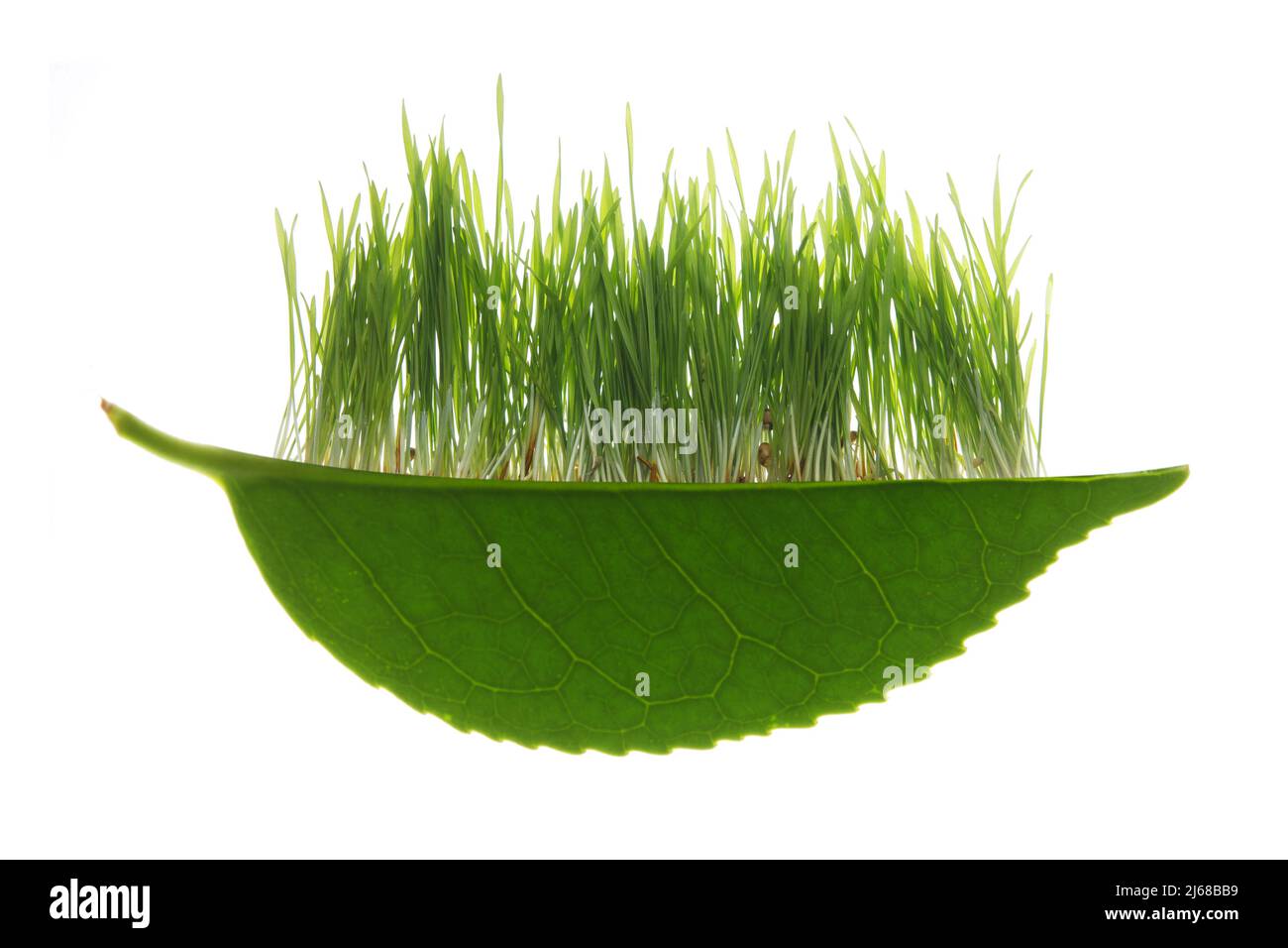 China grass Cut Out Stock Images & Pictures - Alamy