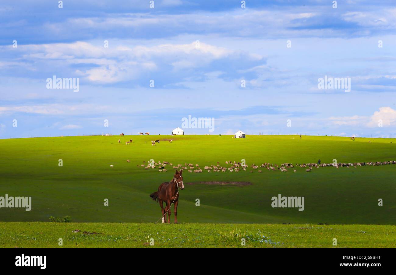 The six most beautiful grassland hi-res stock photography and images ...