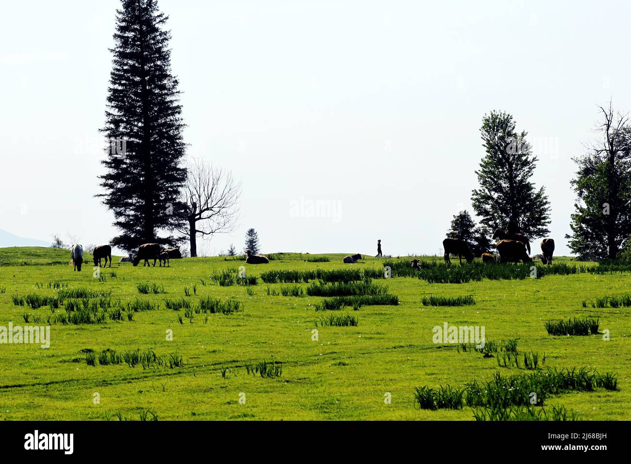 The six most beautiful grassland hi-res stock photography and images ...