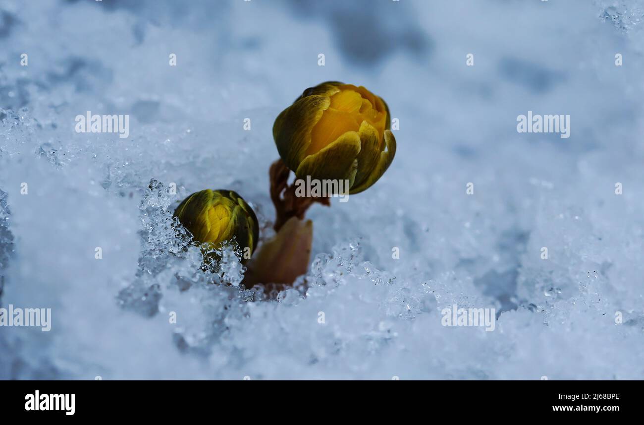 Snow and ice in the ice flowers bloom Stock Photo - Alamy