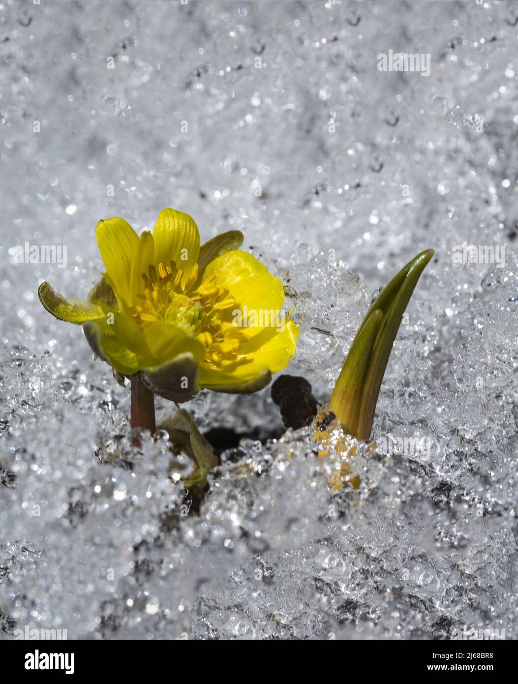 Is a symbol of indomitable hi-res stock photography and images - Alamy