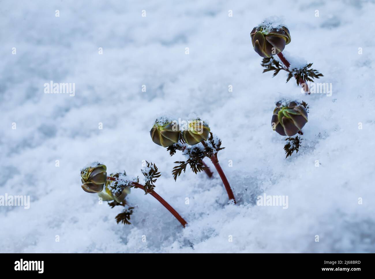 Distribution region in russia and northeast three provinces mountains ...