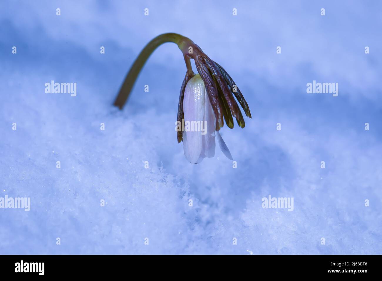 Is a symbol of indomitable hi-res stock photography and images - Alamy