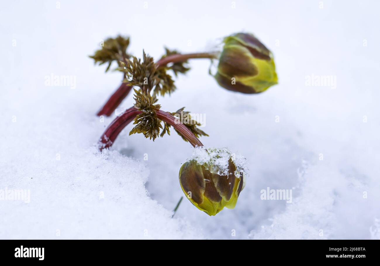 Is a symbol of indomitable hi-res stock photography and images - Alamy