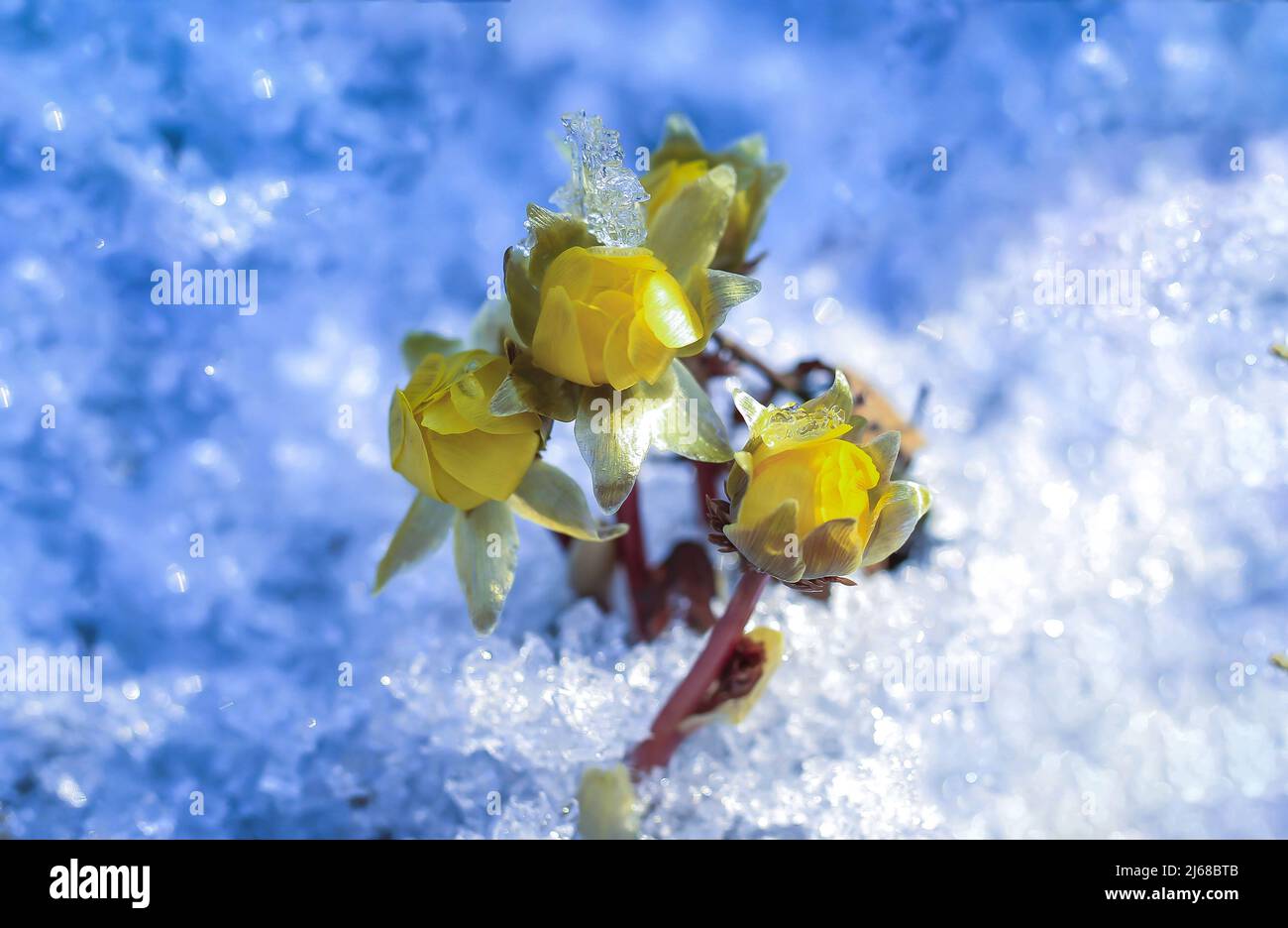 Is a symbol of indomitable hi-res stock photography and images - Alamy