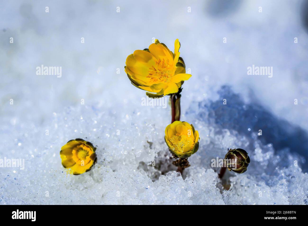 Is a symbol of indomitable hi-res stock photography and images - Alamy