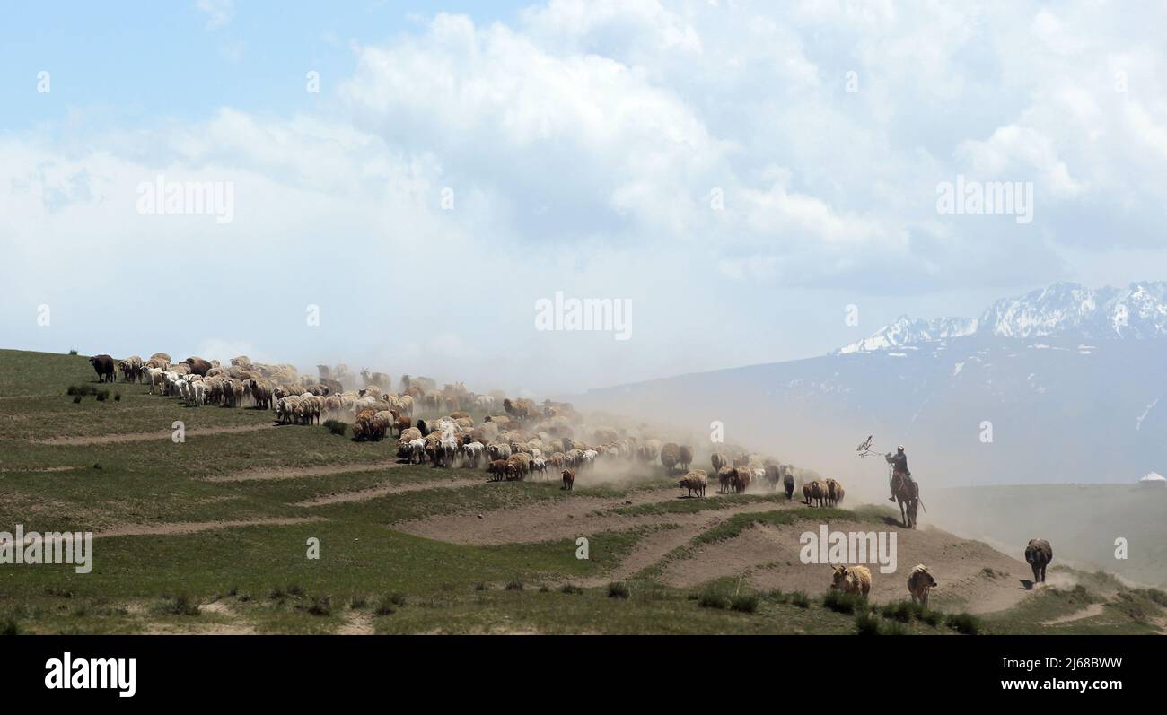 Running herd in the prairie rose up plumes of dust hi-res stock ...