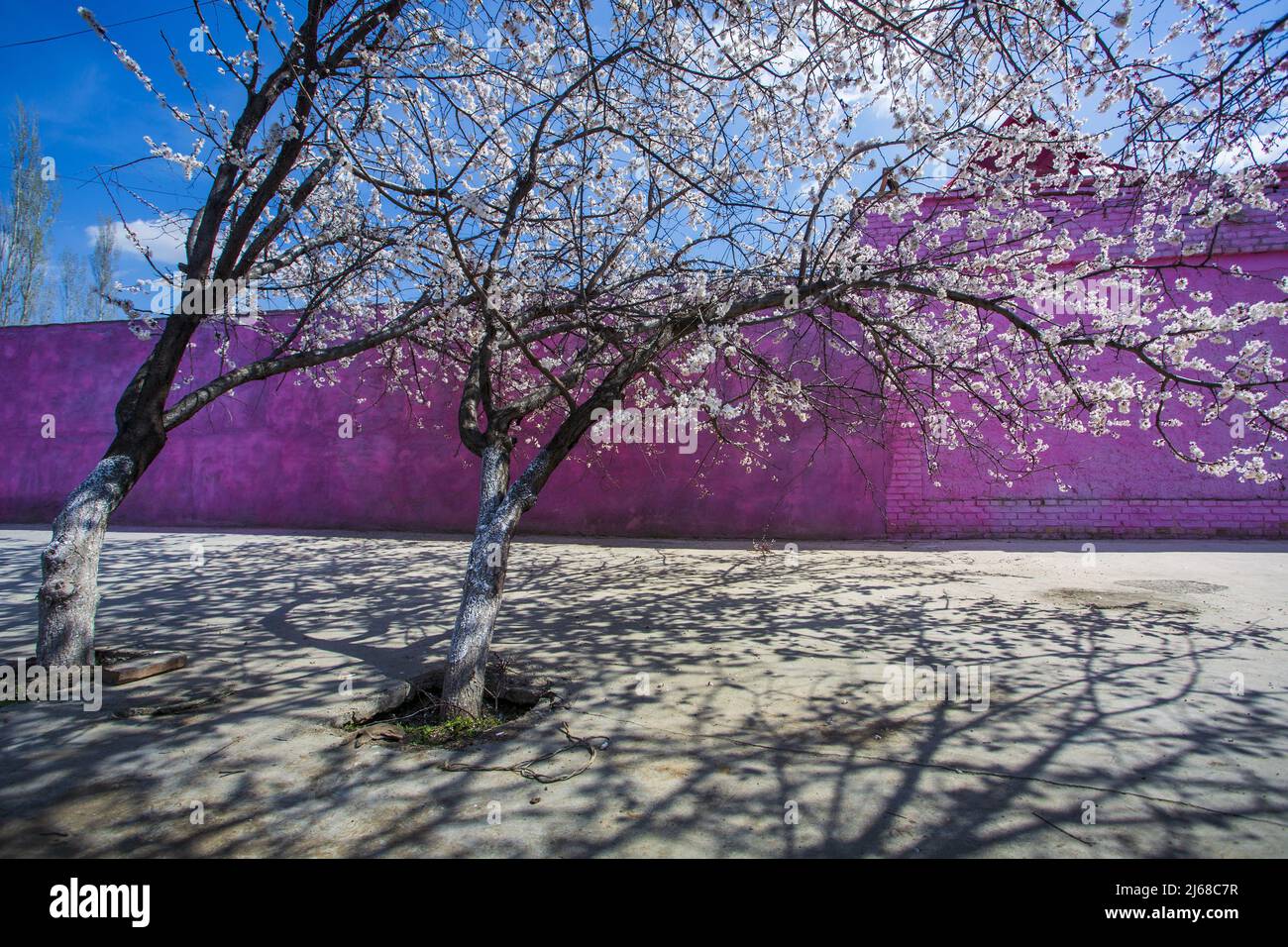 Apricot walls hi-res stock photography and images - Alamy