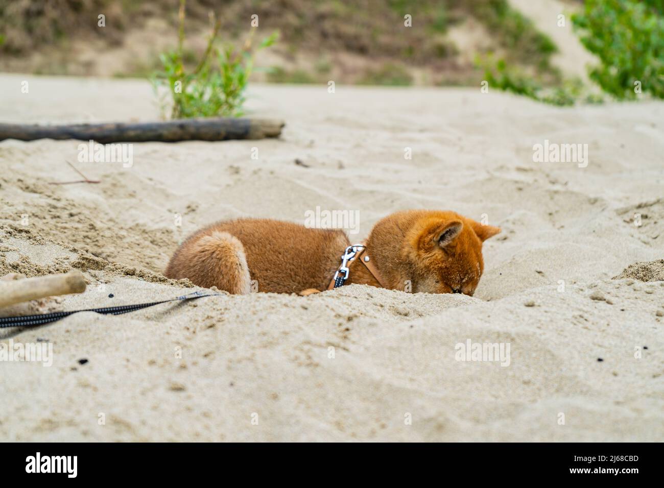 Akita inu dog near hi-res stock photography and images - Alamy