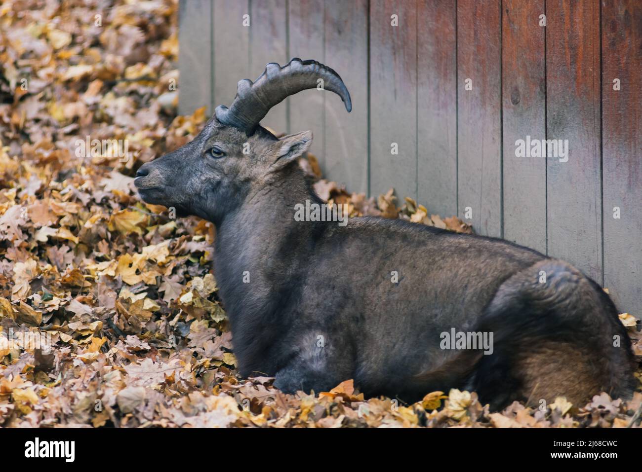 Rounded horns hi-res stock photography and images - Alamy