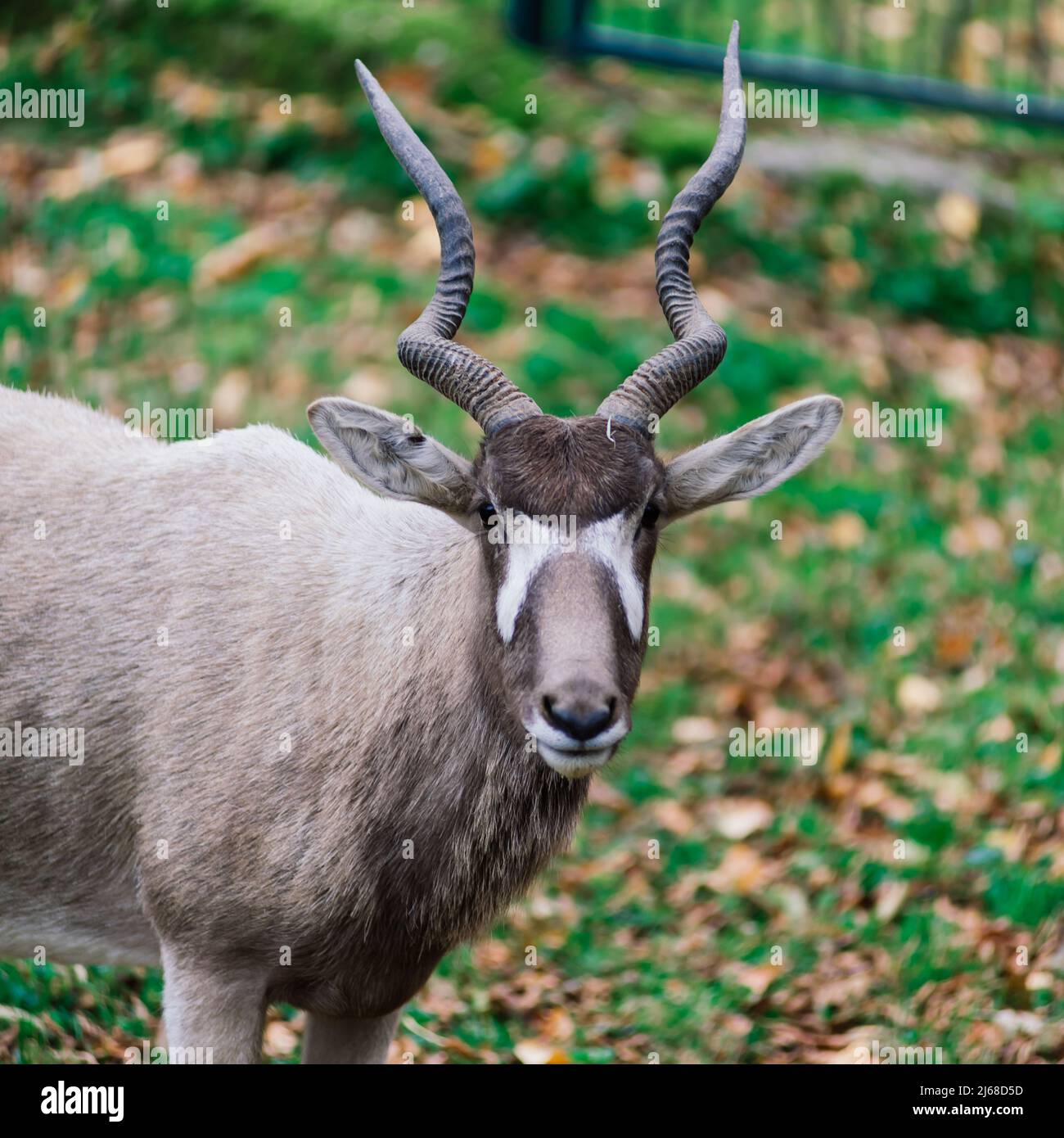 The maned ram eats hay, animal in the zoo, large rounded horns of ram ...