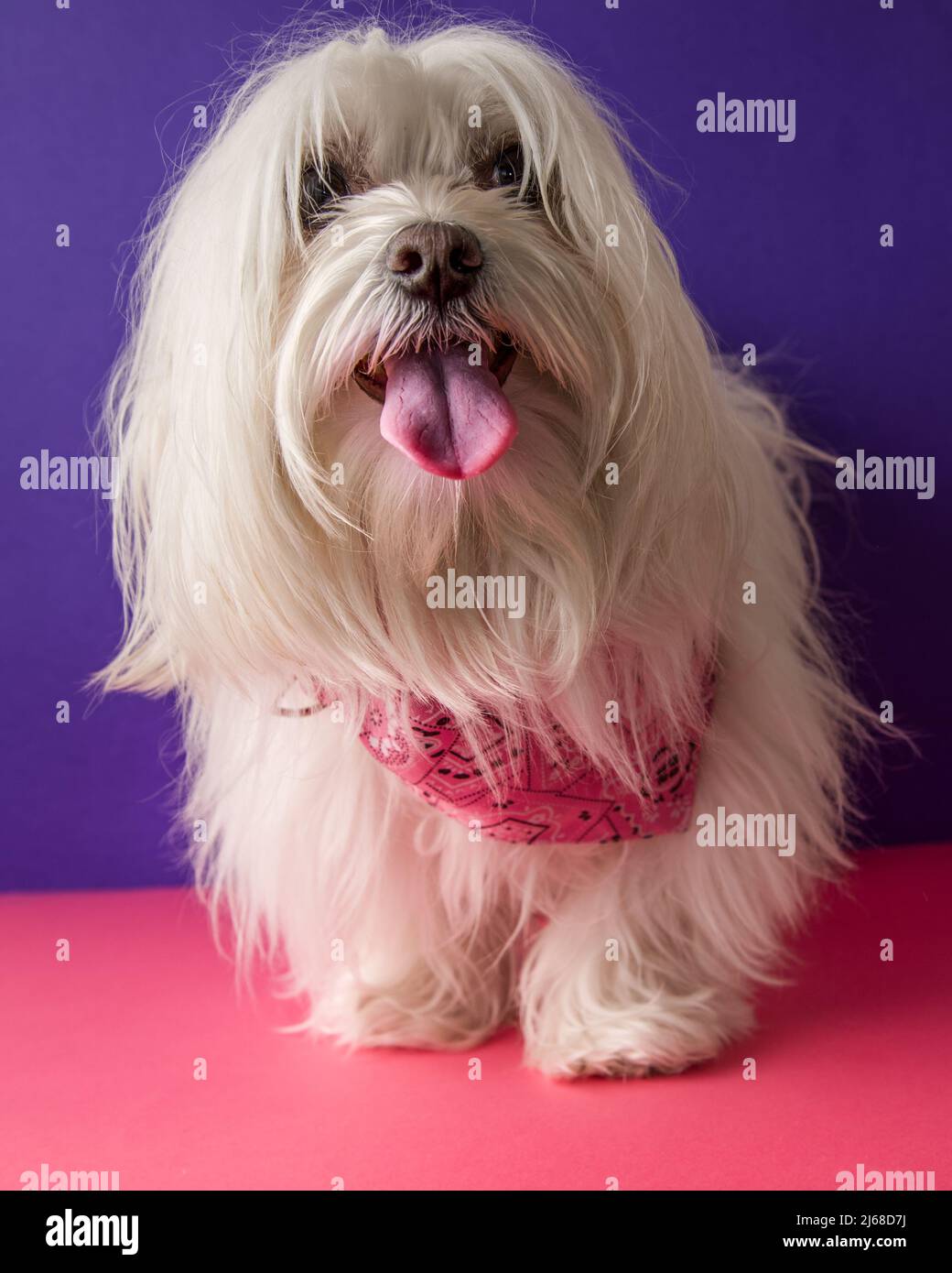 Maltese poodle dog on pink and purple background Stock Photo - Alamy