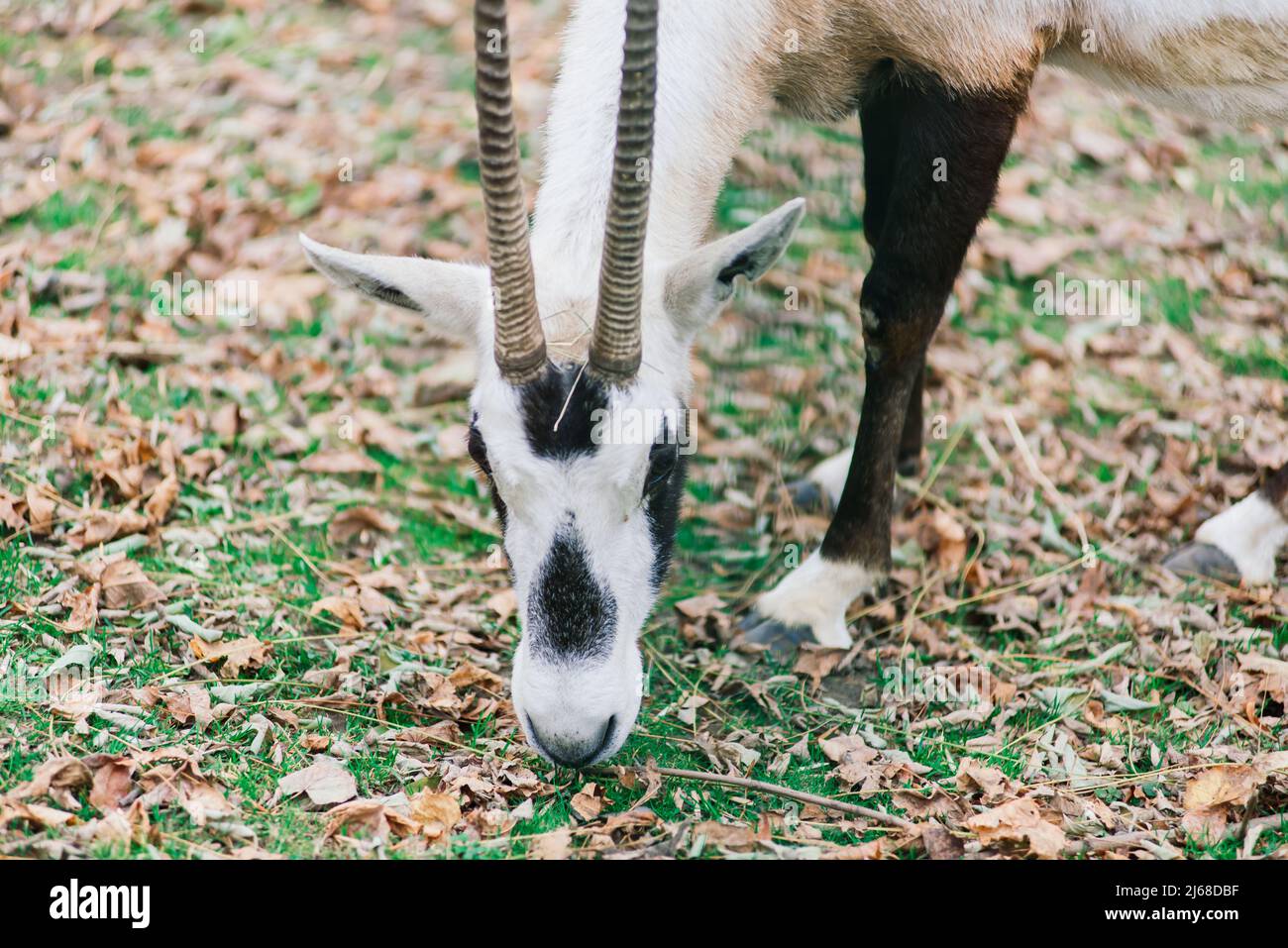 Rounded horns hi-res stock photography and images - Alamy