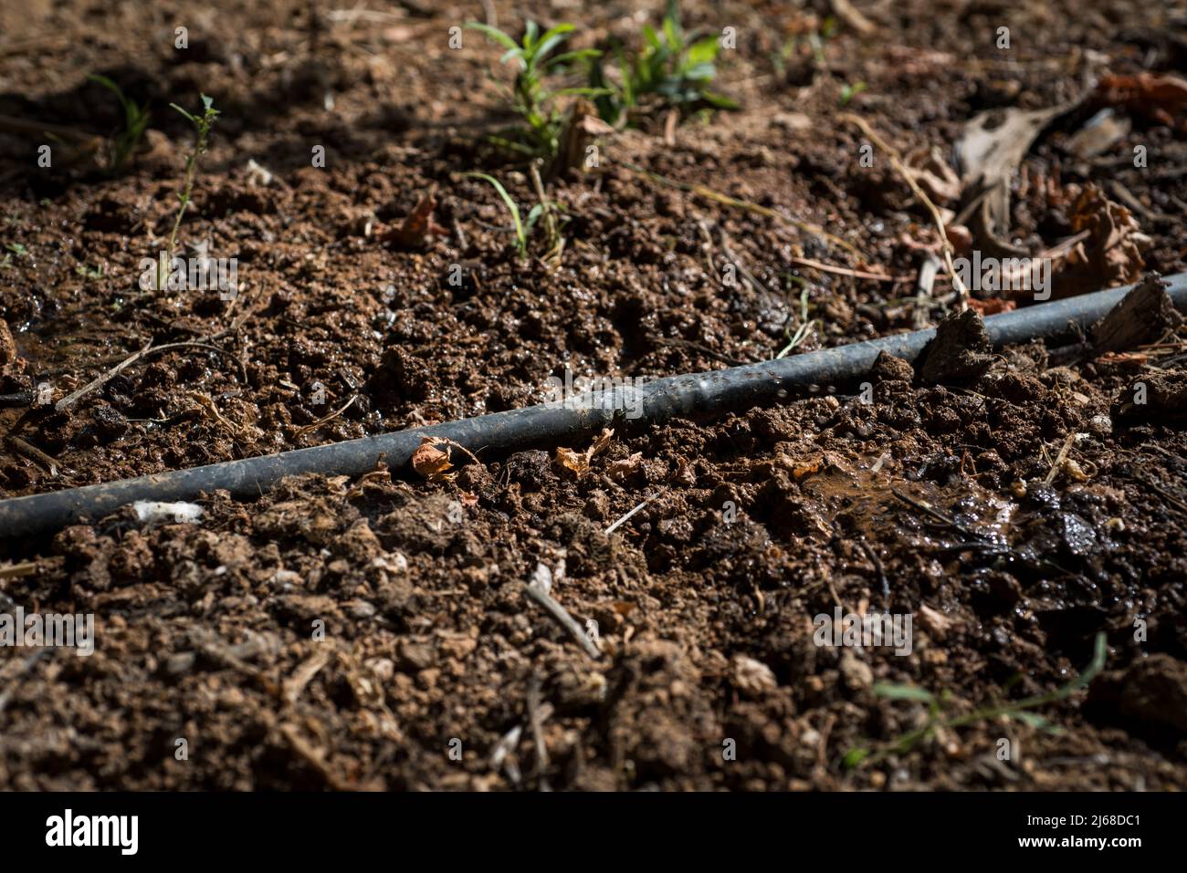 Drip irrigation system crop hi-res stock photography and images - Alamy