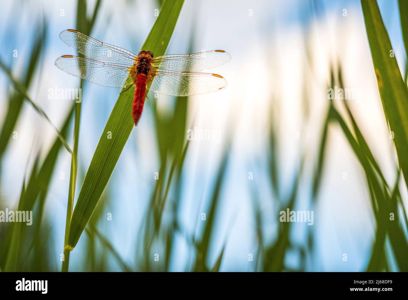 Scarlet dragonfly (Crocothemis erythraea) is a species of dragonfly in ...