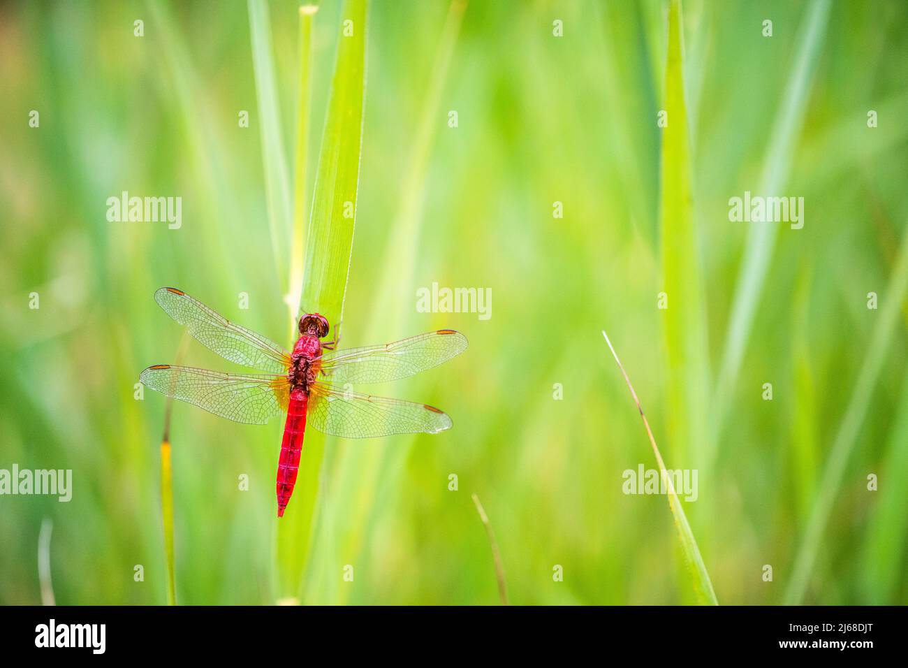 Scarlet dragonfly (Crocothemis erythraea) is a species of dragonfly in ...