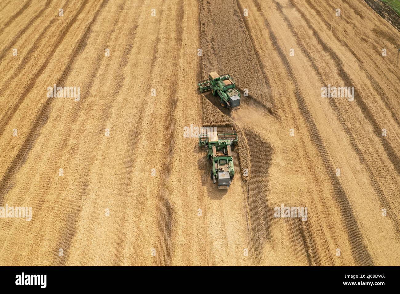 Combine harvesting: aerial view of agricultural machine collecting ...