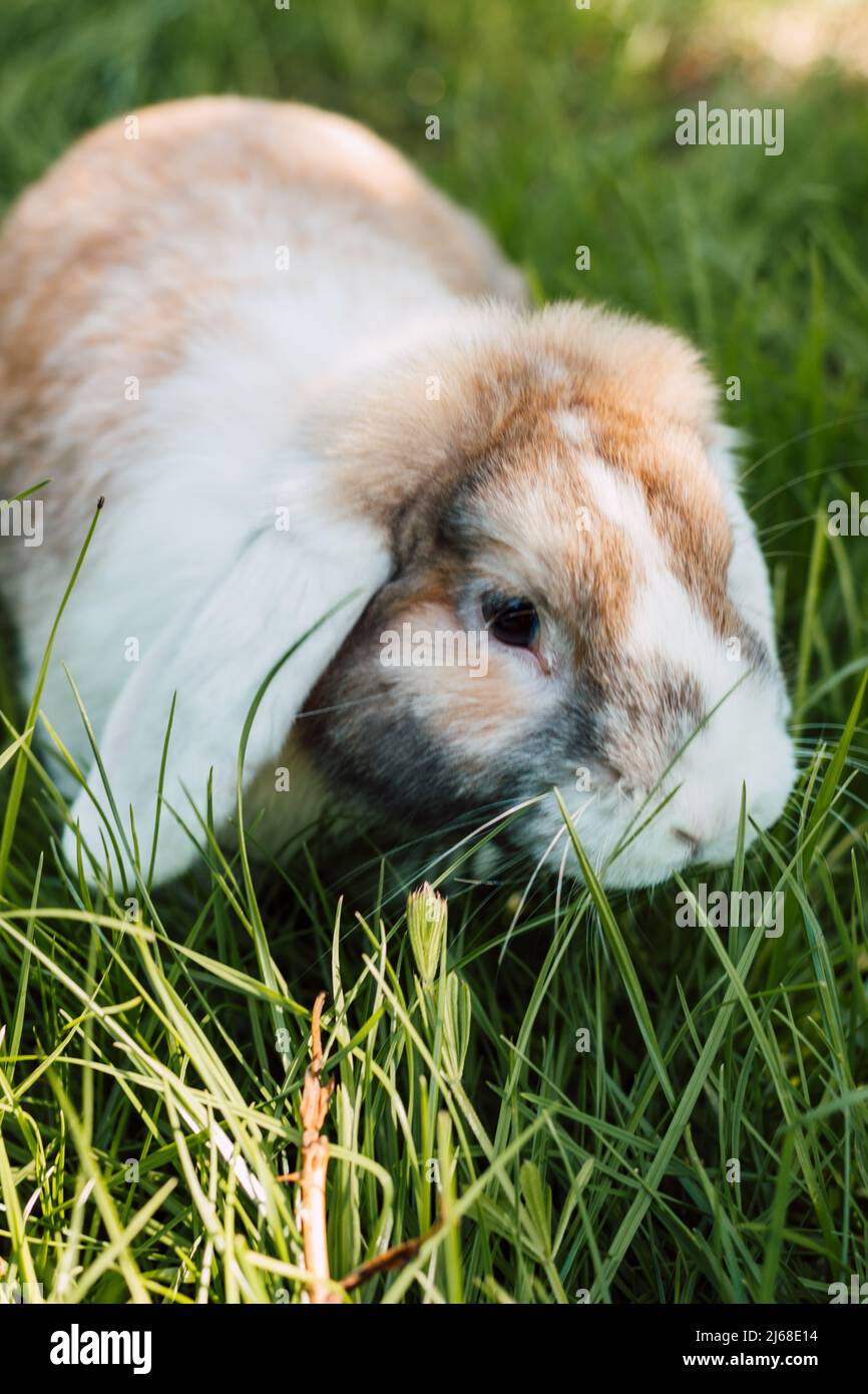 Domestic fold-eared rabbit sits in thick green grass Stock Photo - Alamy
