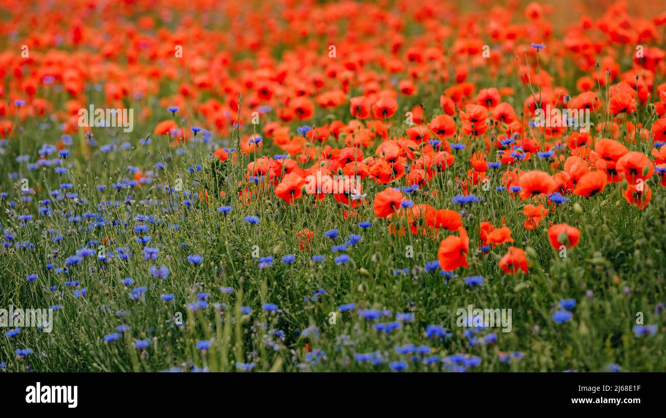 Beautiful poppies on the meadow Stock Photo - Alamy