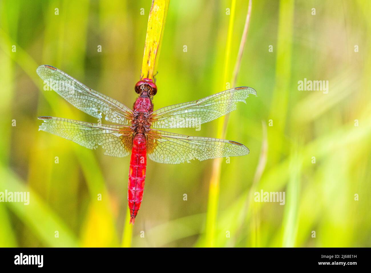 Scarlet dragonfly (Crocothemis erythraea) is a species of dragonfly in ...