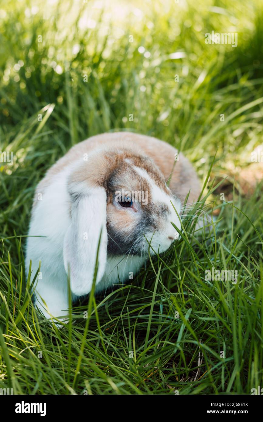 Fold eared rabbit hi-res stock photography and images - Alamy