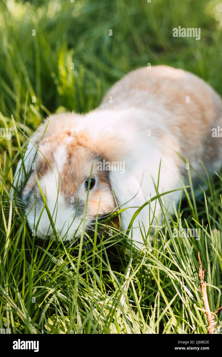 Domestic fold-eared rabbit sits in thick green grass Stock Photo - Alamy