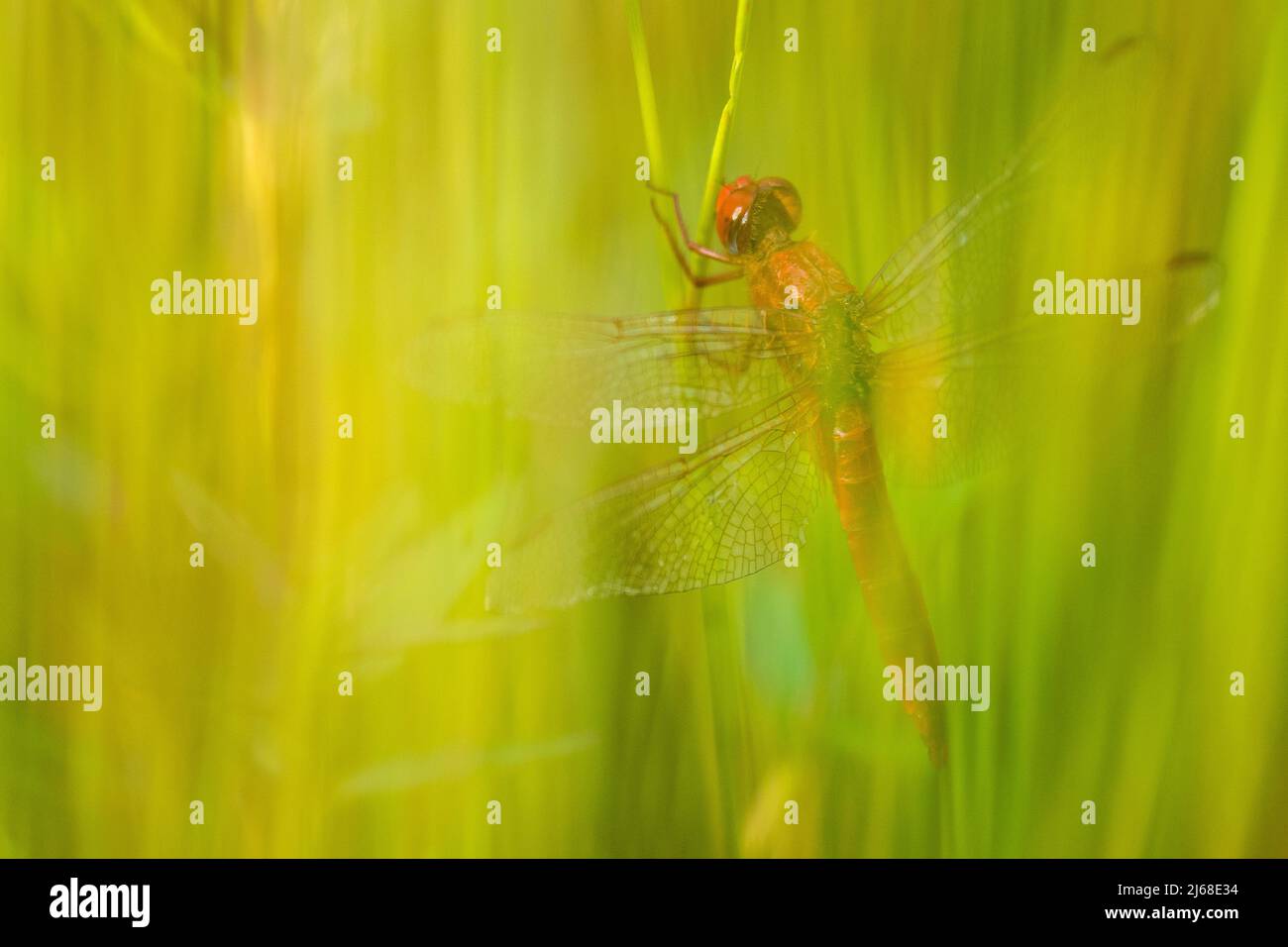 Scarlet dragonfly (Crocothemis erythraea) is a species of dragonfly in ...