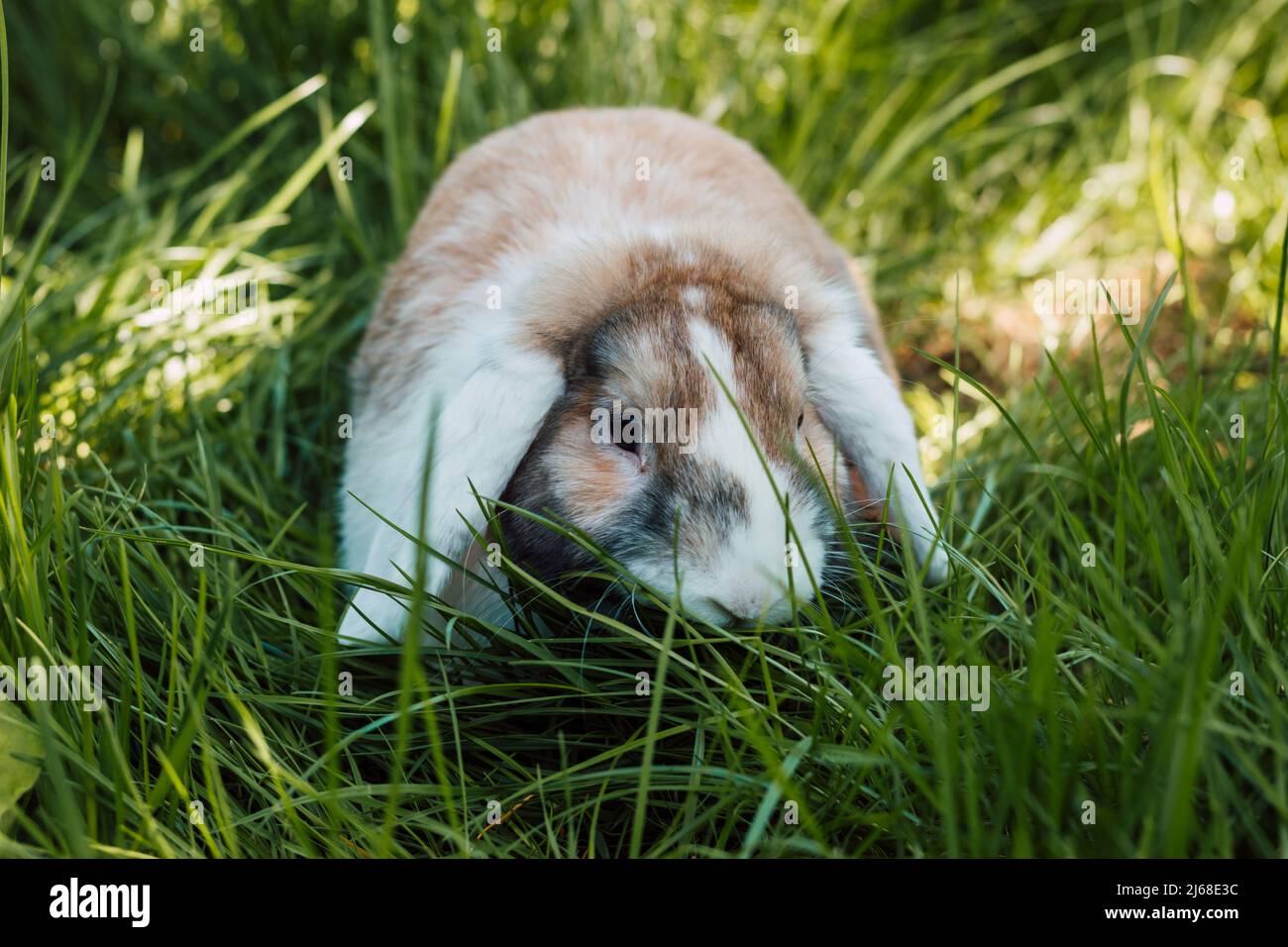 Domestic fold-eared rabbit sits in thick green grass Stock Photo - Alamy