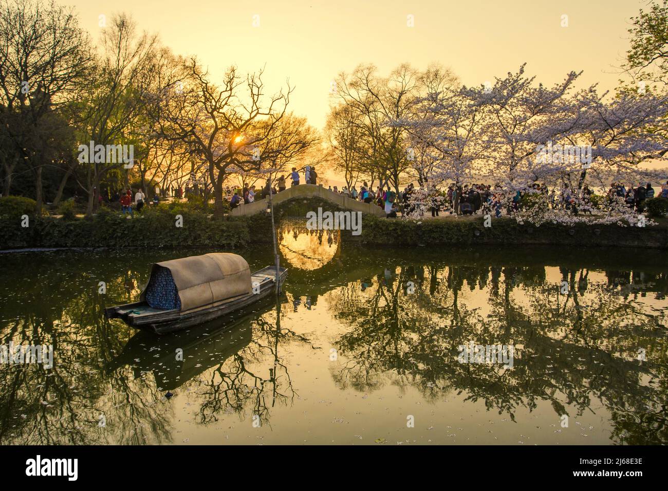 The turtle head isle of taihu lake cherry blossom Stock Photo - Alamy