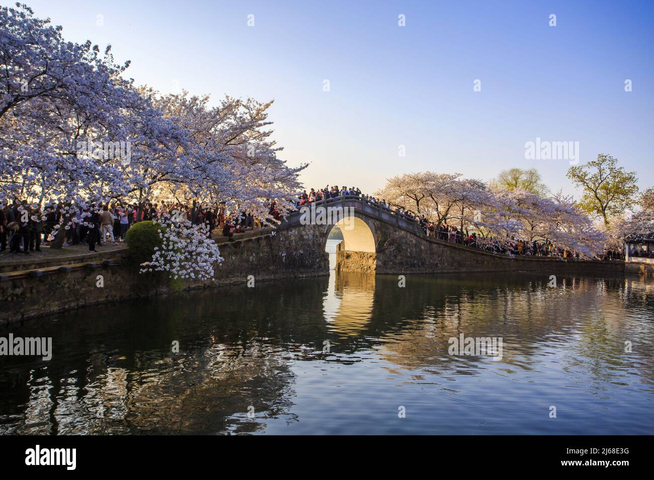 The turtle head isle of taihu lake cherry blossom Stock Photo - Alamy