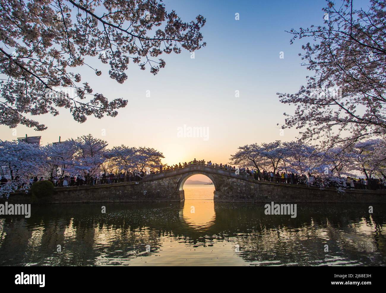 The turtle head isle of taihu lake cherry blossom Stock Photo - Alamy