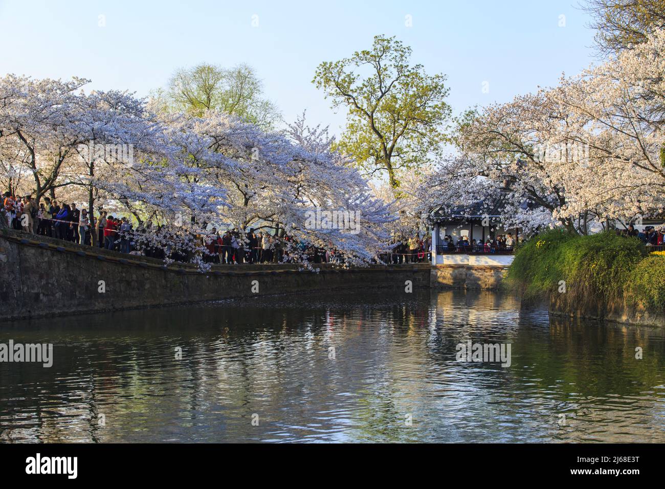 The turtle head isle of taihu lake cherry blossom Stock Photo - Alamy